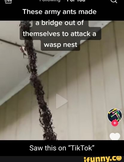These army ants made a bridge out of themselves to attack a wasp nest ...