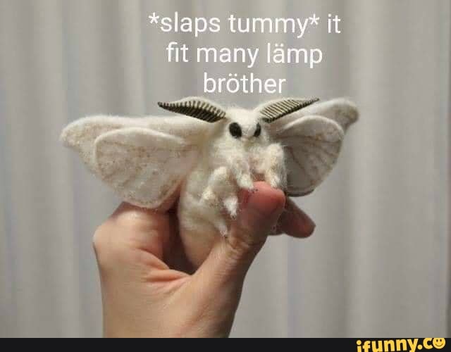 *slaps tummy* it fit many lamp brother - iFunny