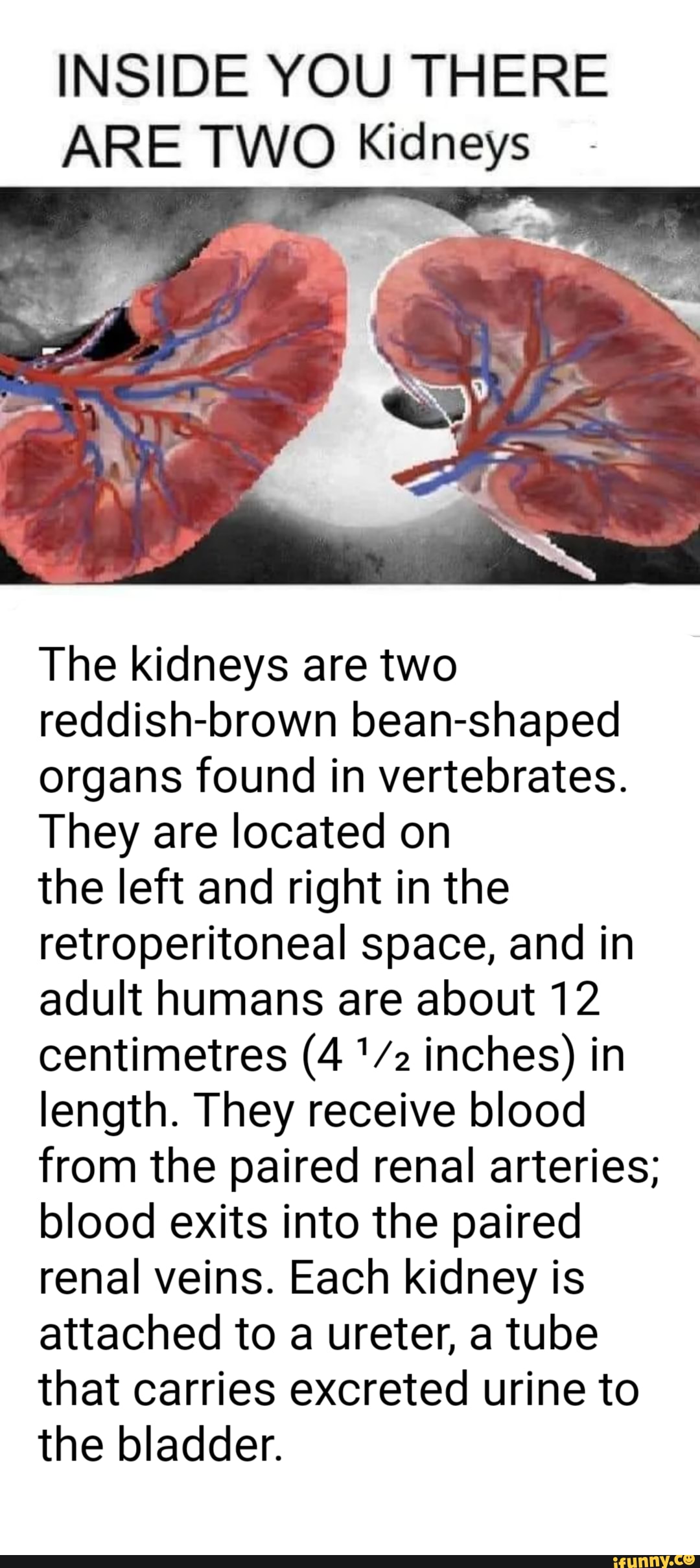 Retroperitoneal memes. Best Collection of funny Retroperitoneal ...