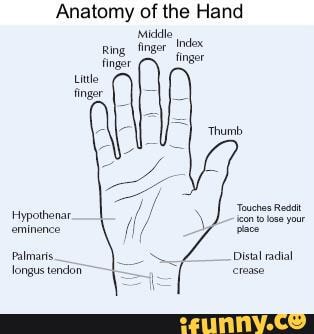 Anatomy of the Hand Middle Index ing finger finger Index finger Little ...