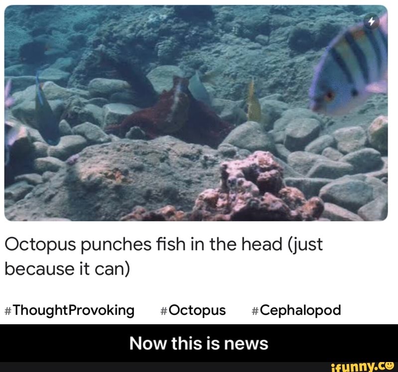 Octopus punches fish in the head (just because it can) # ...