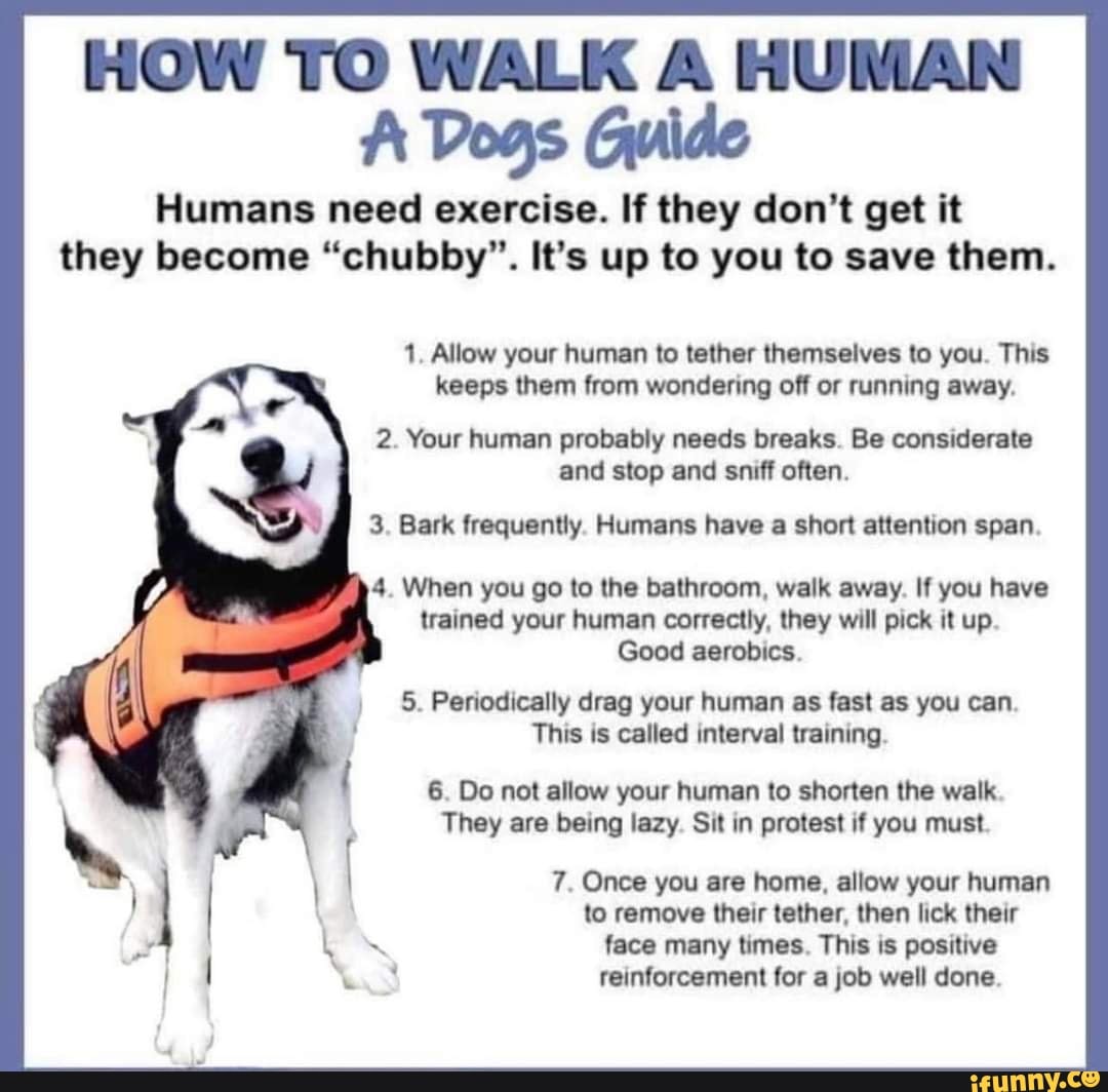 HOW TO WALK A HUMAN Dogs Guide Humans need exercise. If they don't get ...