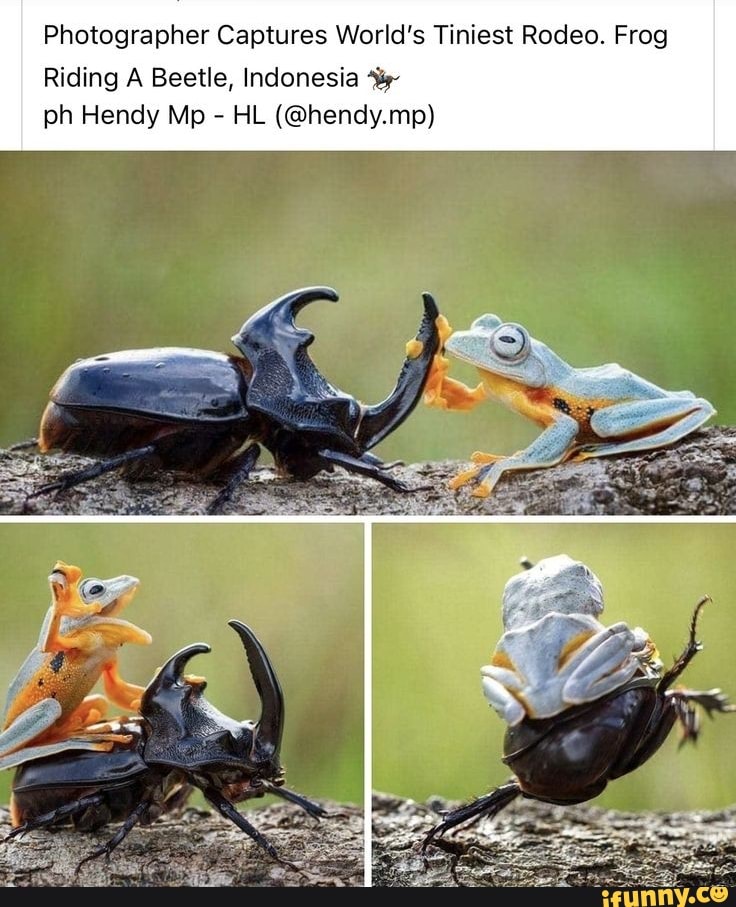 Photographer Captures World's Tiniest Rodeo. Frog Riding A Beetle ...
