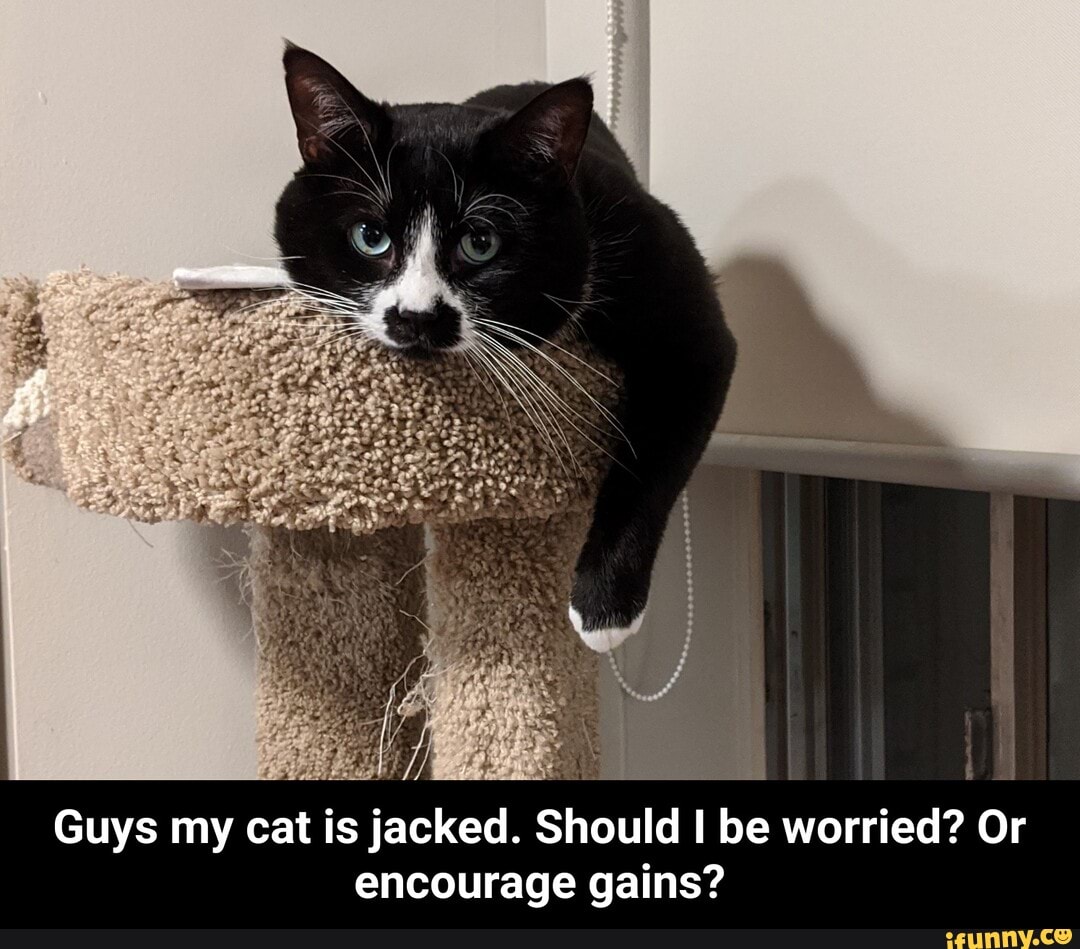 Guys my cat is jacked. Should I be worried? Or encourage gains? - Guys ...