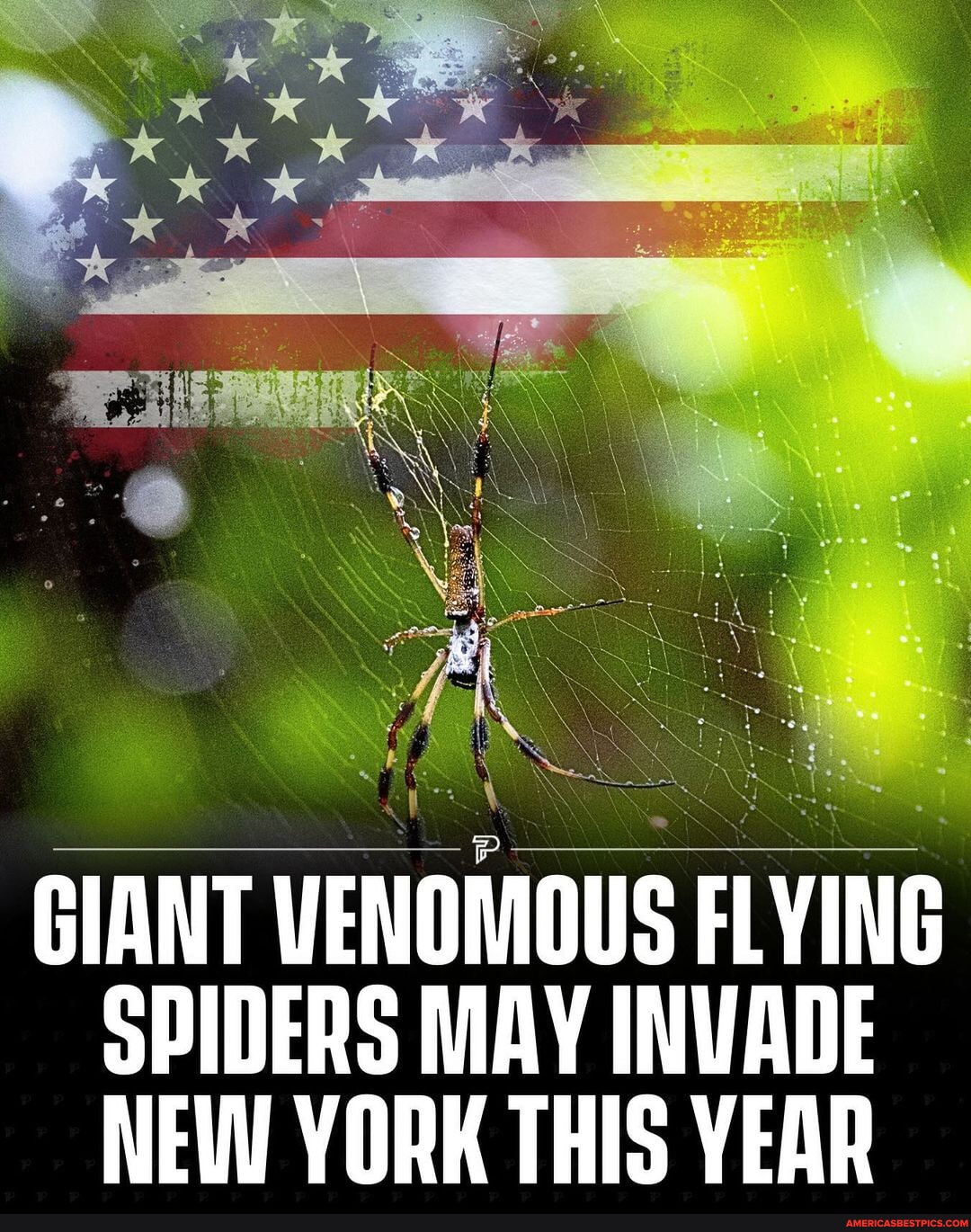 Giant venomous Joro spiders, with 4-inch legs, may invade the New York ...