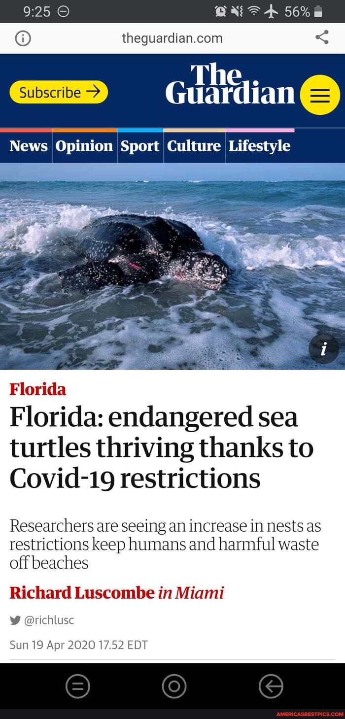 Florida Florida: endangered sea turtles thriving thanks to Covid-19 ...