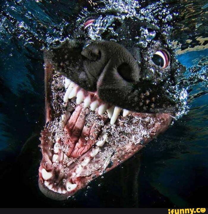 Underwater_dogs memes. Best Collection of funny Underwater_dogs ...