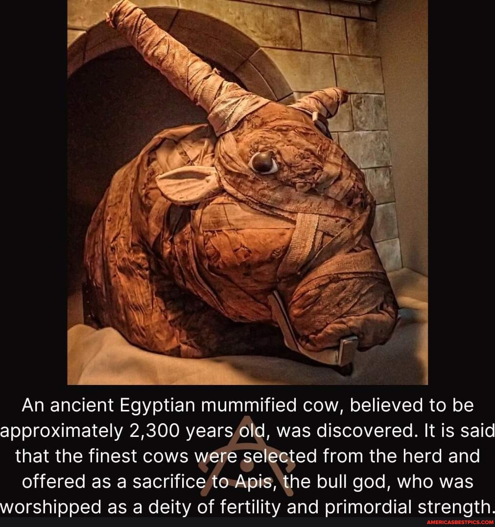 An ancient Egyptian mummified cow, believed to be approximately 2,300 ...