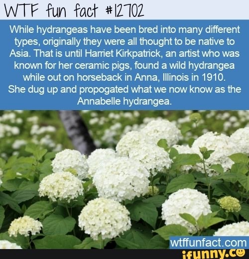 Hydrangeas memes. Best Collection of funny Hydrangeas pictures on iFunny