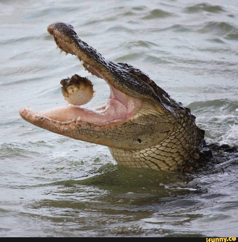 Alligator memes. Best Collection of funny Alligator pictures on iFunny