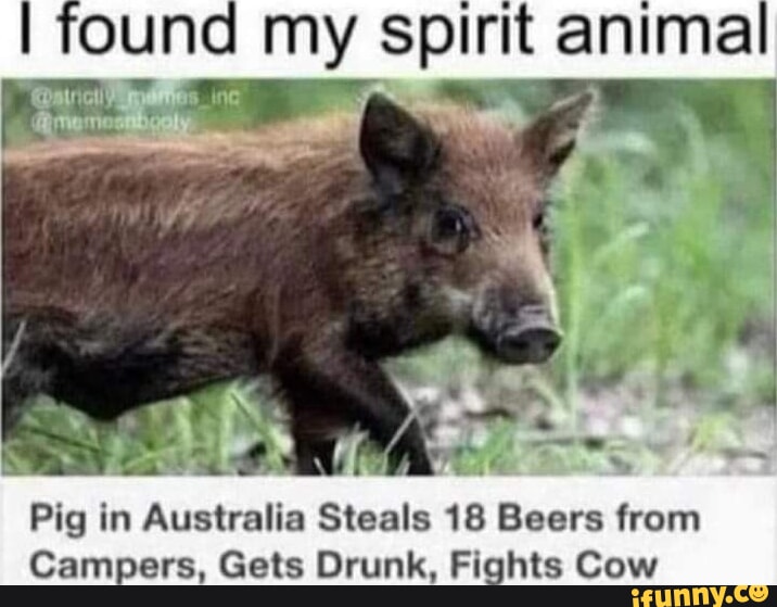 Australia memes. Best Collection of funny Australia pictures on iFunny