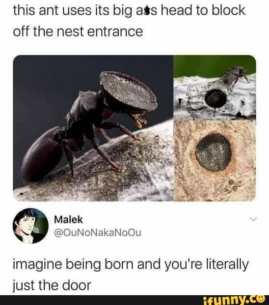 This ant uses its big ads head to block off the nest entrance imagine ...