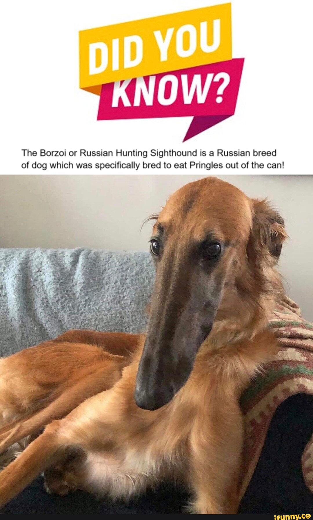 The Borzoi or Russian Hunting Sighthound is a Russian breed of dog ...