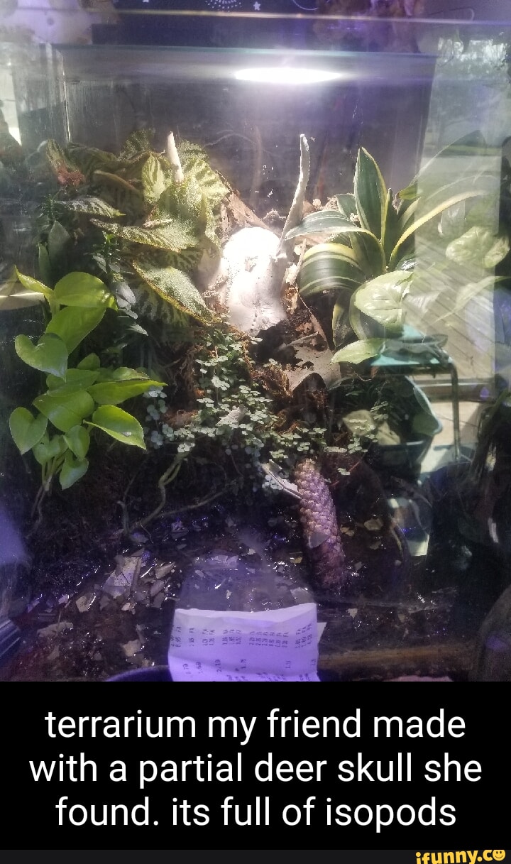 Terrarium memes. Best Collection of funny Terrarium pictures on iFunny