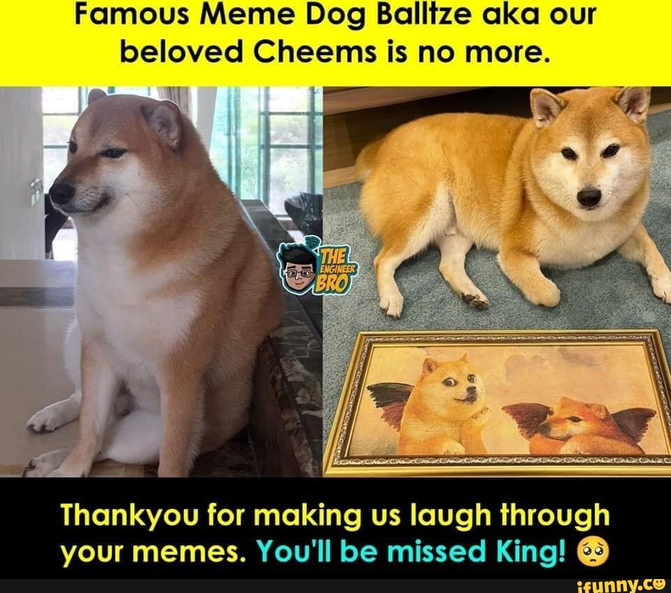 Famous Meme Dog Ballize aka our beloved Cheems is no more. Thankyou for ...
