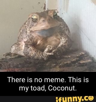 There is no meme. This is my toad, Coconut. - iFunny