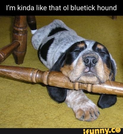 Bluetick Funny Memes