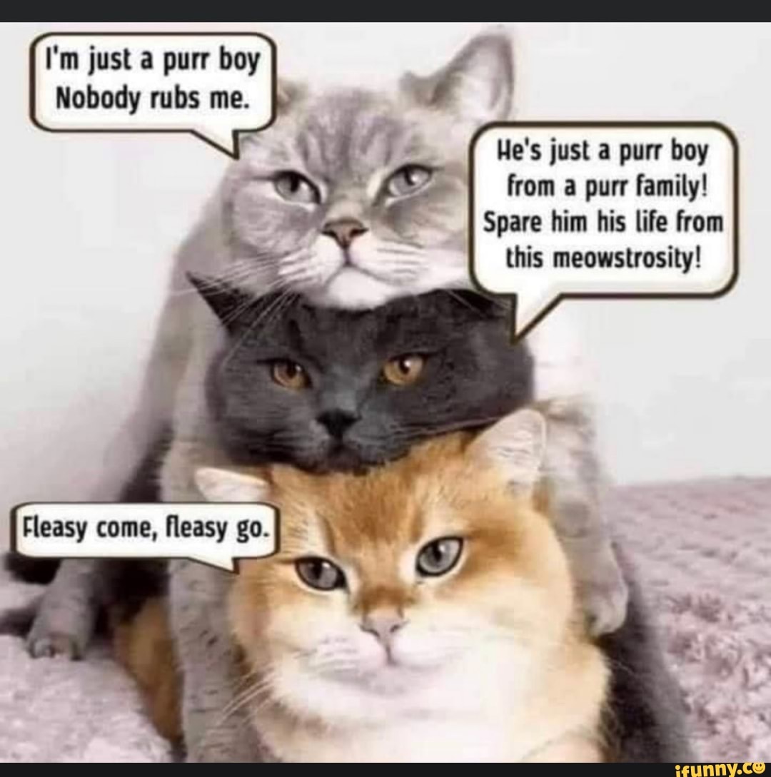 I'm just a purr boy Nobody rubs me. Fleasy come, easy go. He's just a ...