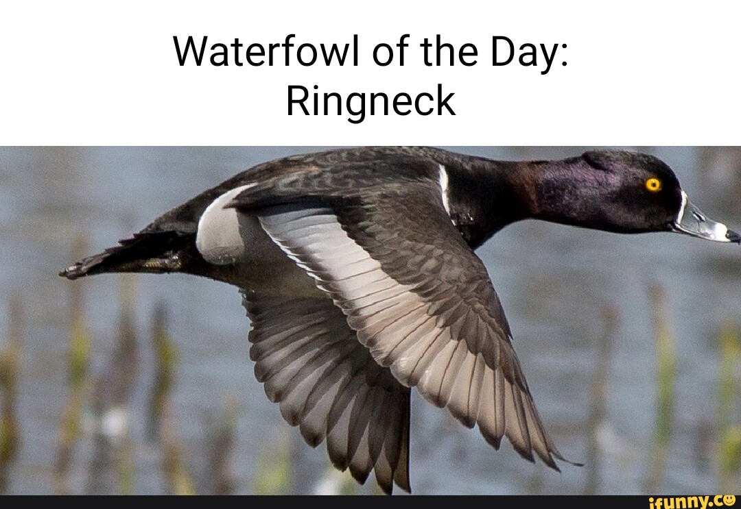 Ringneck memes. Best Collection of funny Ringneck pictures on iFunny