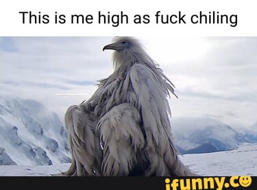 Chiling memes. Best Collection of funny Chiling pictures on iFunny