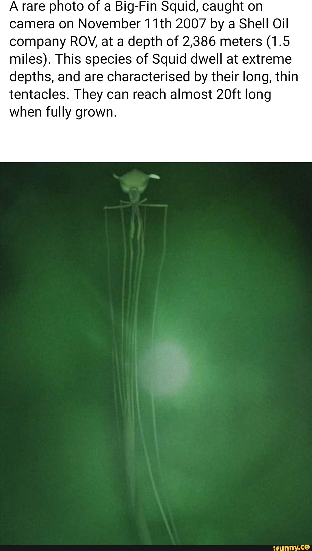 A rare photo of a Big-Fin Squid, caught on camera on November 11th 2007 ...