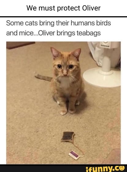 We must protect Oliver Some cats bring their humans birds and mice ...
