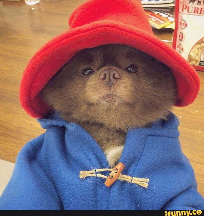 Paddington_bear memes. Best Collection of funny Paddington_bear ...