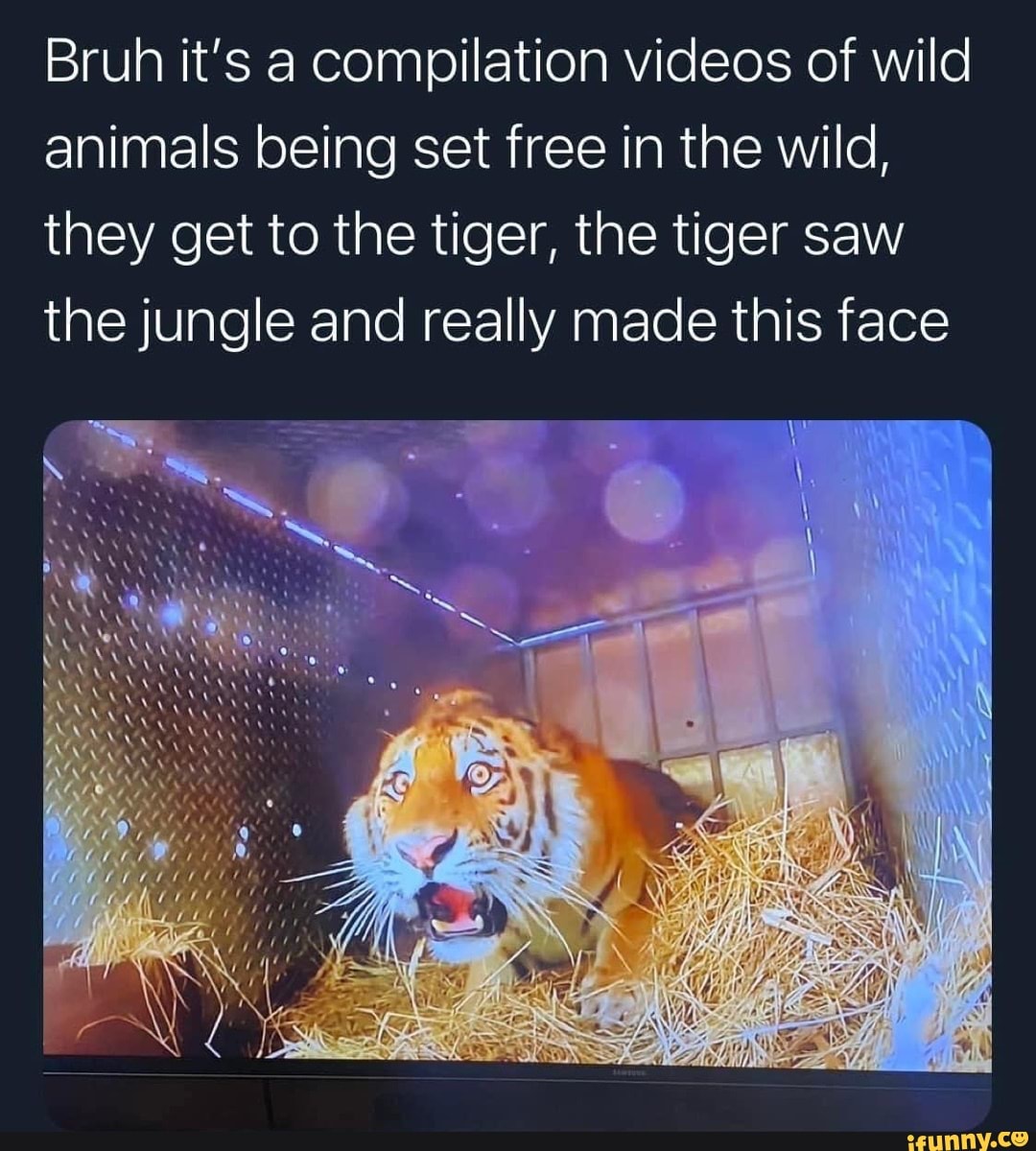 Bruh it's a compilation videos of wild animals being set free in the ...