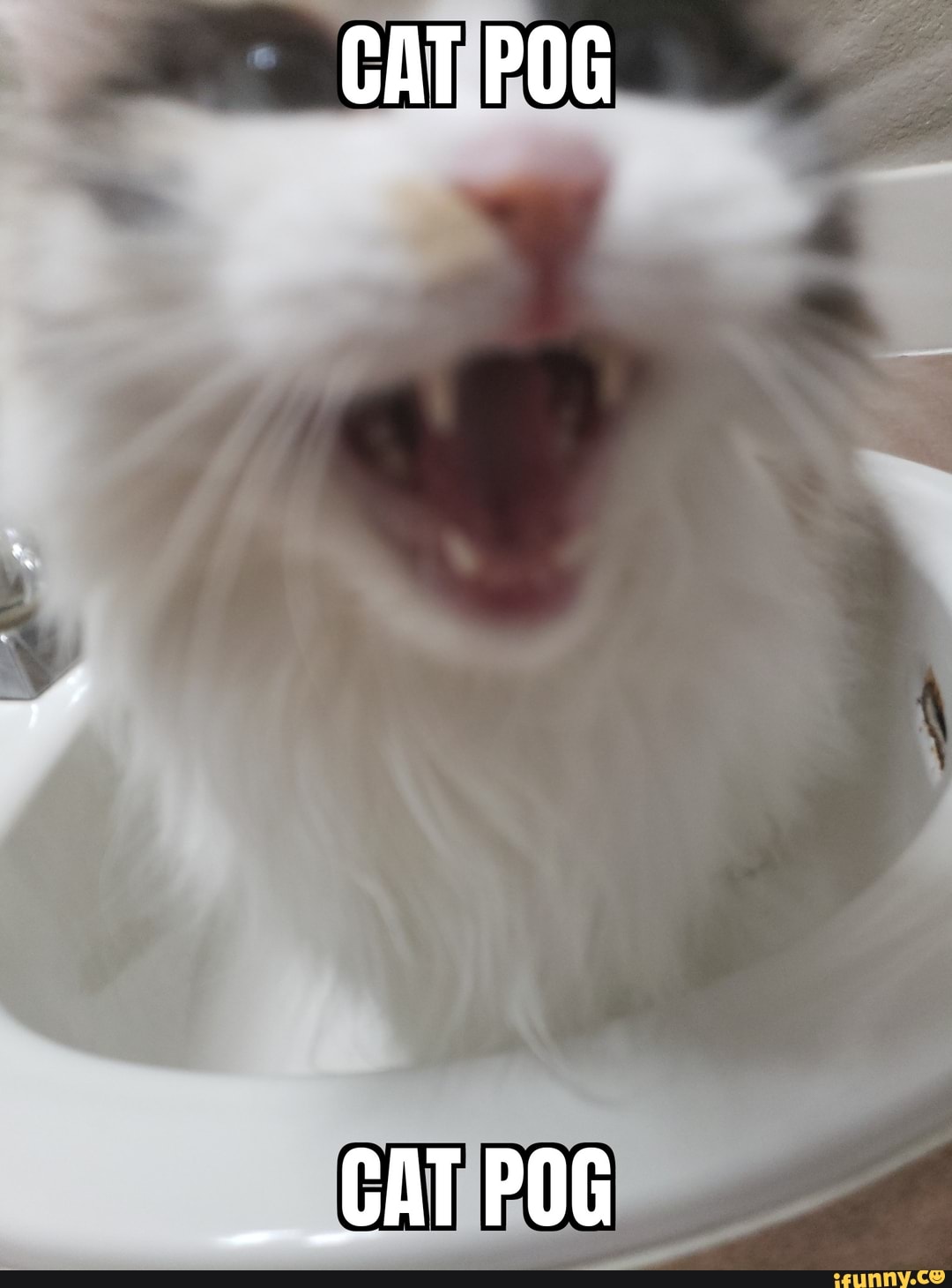 Catpog memes. Best Collection of funny Catpog pictures on iFunny