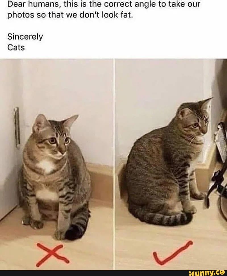 Dear humans , this is the correct angle to take our photos so that we ...