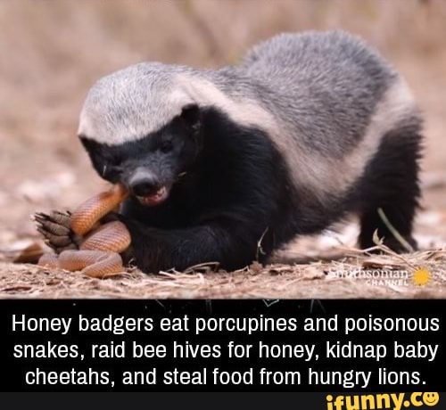 Honey badgers eat porcupines and poisonous snakes, raid bee hives for ...