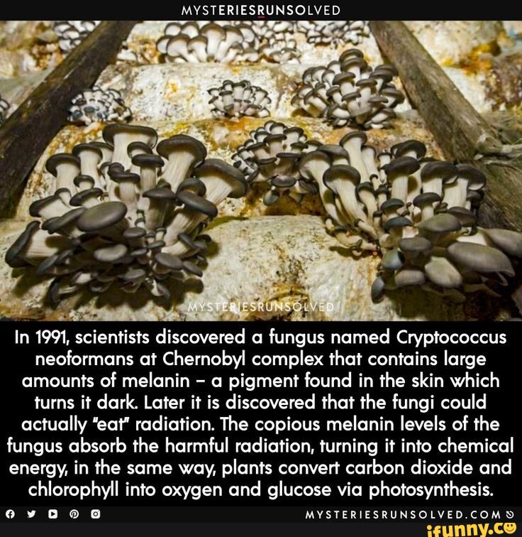 MYSTERIESRUNSOLVED In 1991, scientists discovered a fungus named ...
