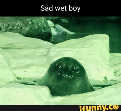 Seals memes. Best Collection of funny Seals pictures on iFunny