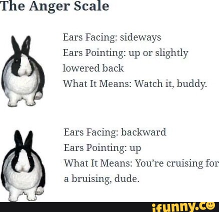 The Anger Scale Ears Facing: sideways Ears Pointing: up or slightly ...