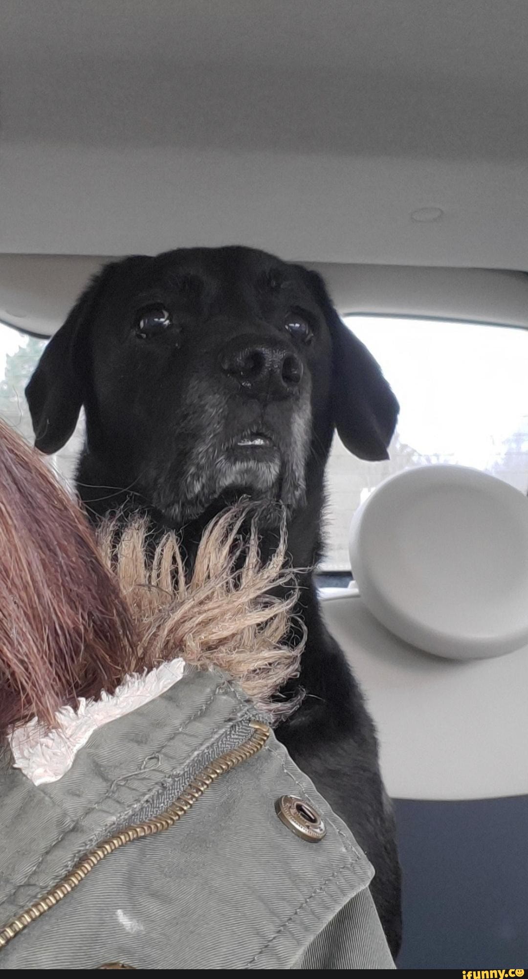 Derpy faced Doggo. (Insert thoughts here) - )