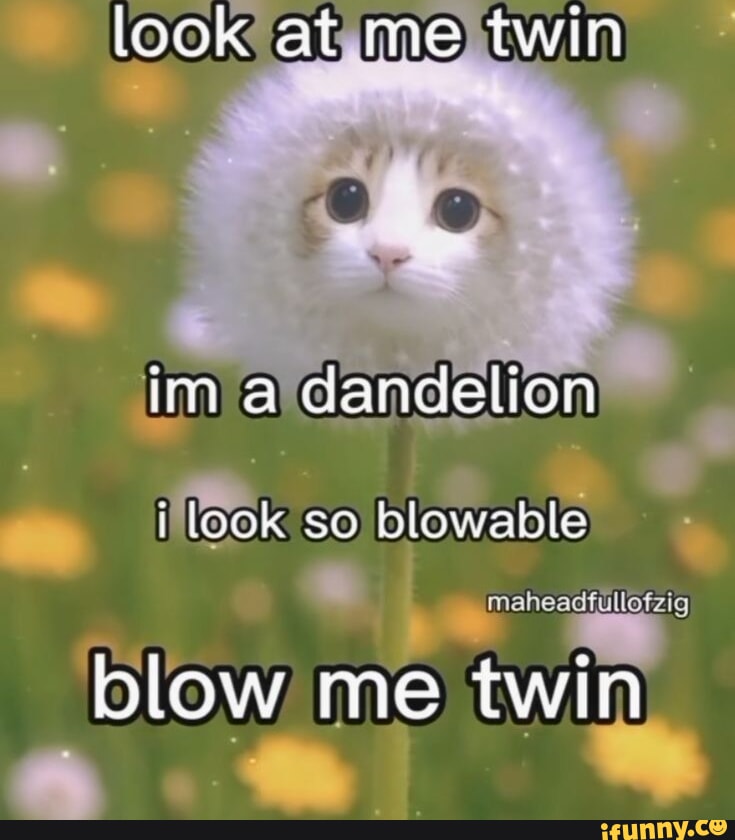Look at me twin im a dandelion i teak so blowable ig blow me twin - iFunny