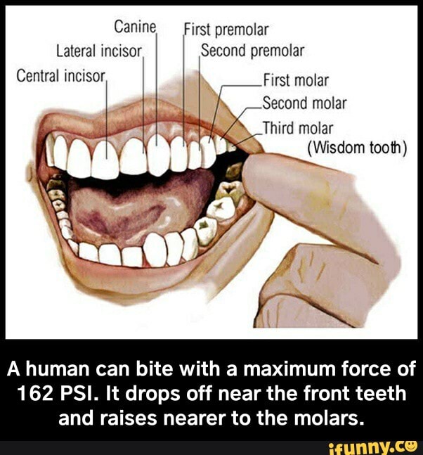 Premolar memes. Best Collection of funny Premolar pictures on iFunny
