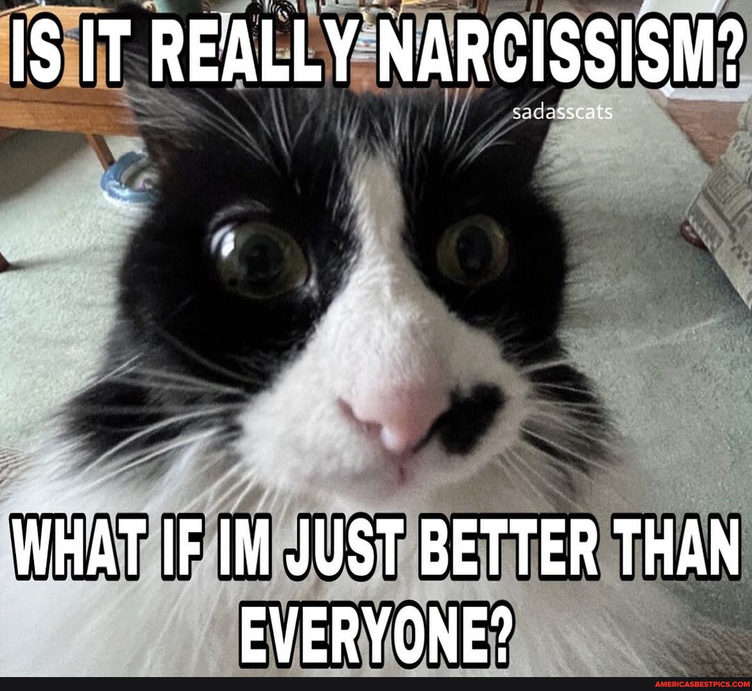 I think that’s what it is - - - @catthefart #meme #memes #cat #cats # ...