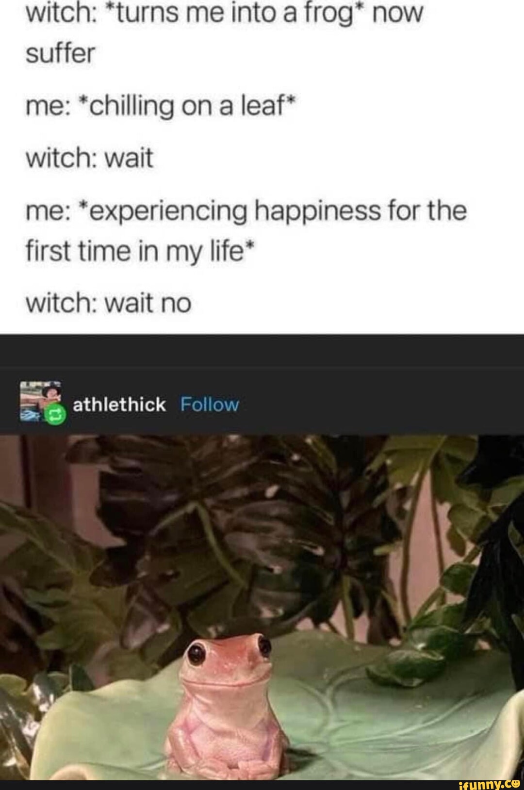 Witch: *turns me into a frog* now suffer me: *chilling on a leaf* witch ...