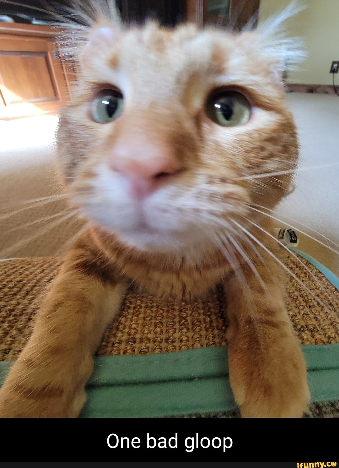 Gloop memes. Best Collection of funny Gloop pictures on iFunny