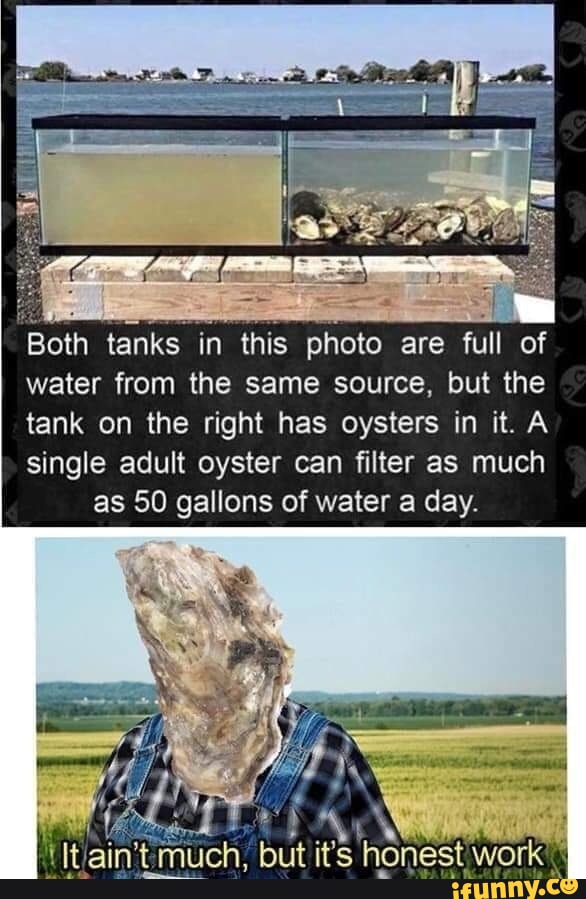 Oysters memes. Best Collection of funny Oysters pictures on iFunny
