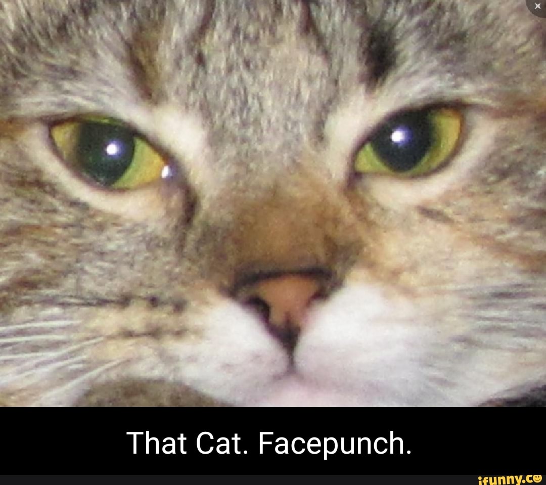 Thatcat memes. Best Collection of funny Thatcat pictures on iFunny