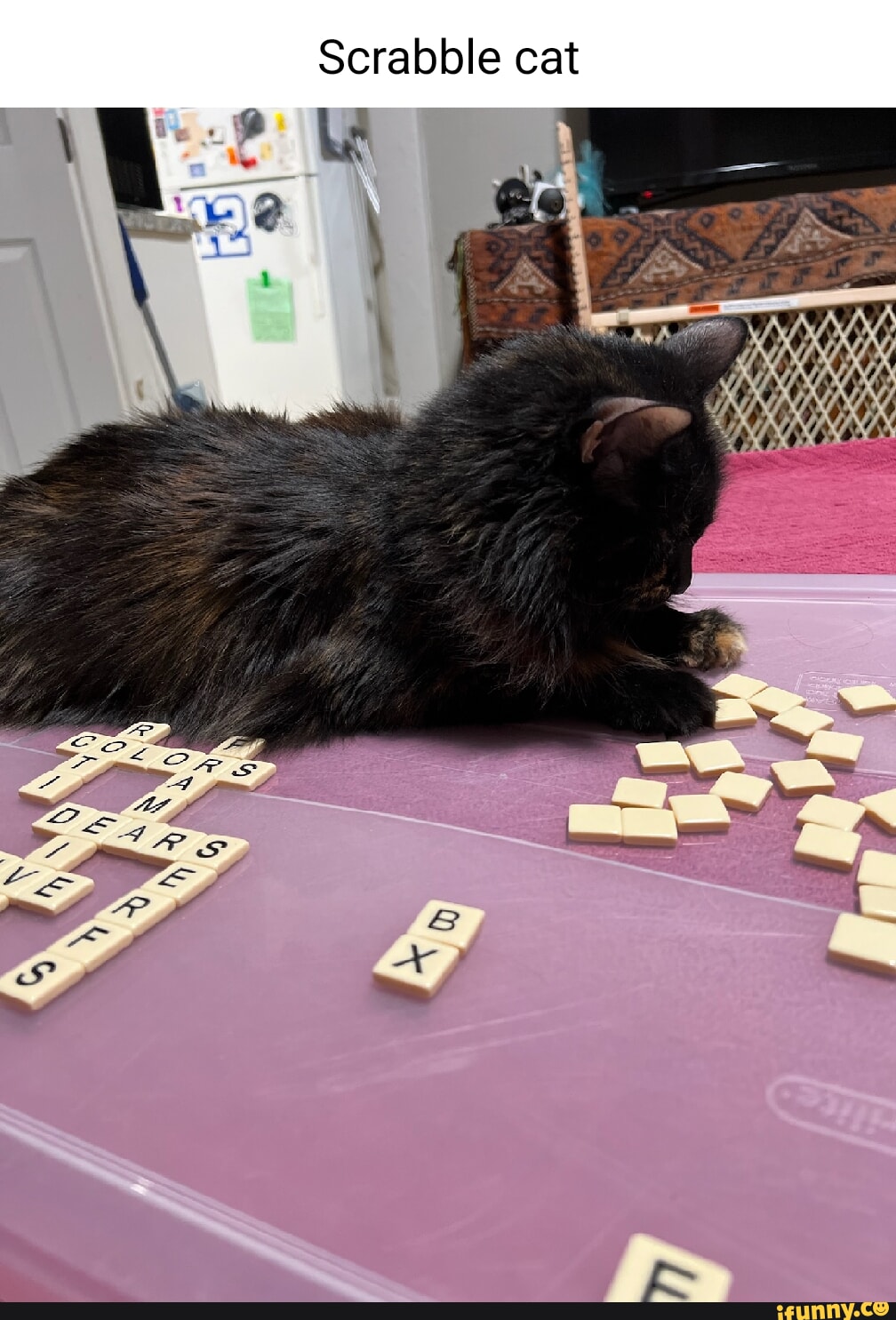 Cat memes. Best Collection of funny Cat pictures on iFunny