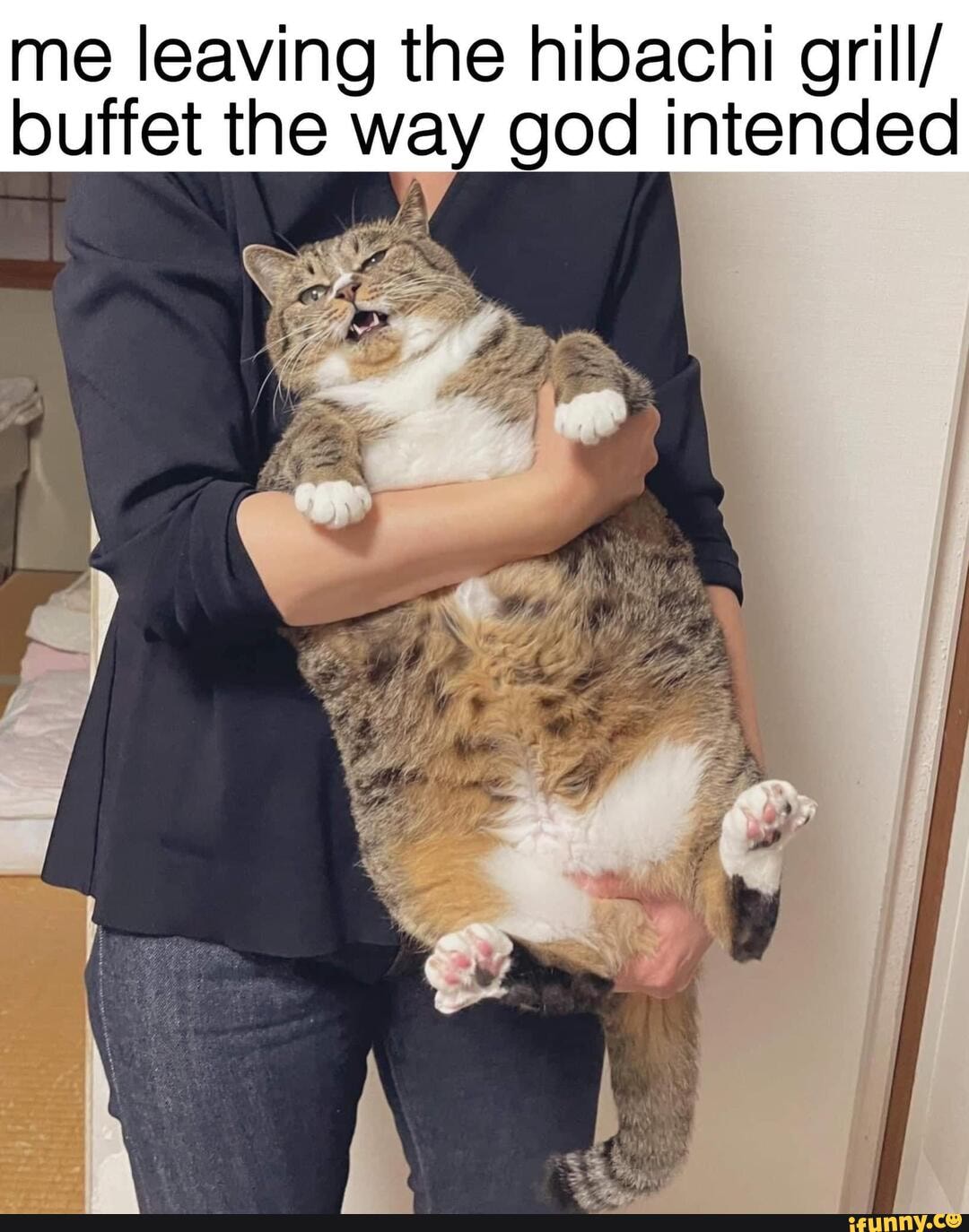 Many cat memes - me leaving the hibachi grill/ buffet the way god ...