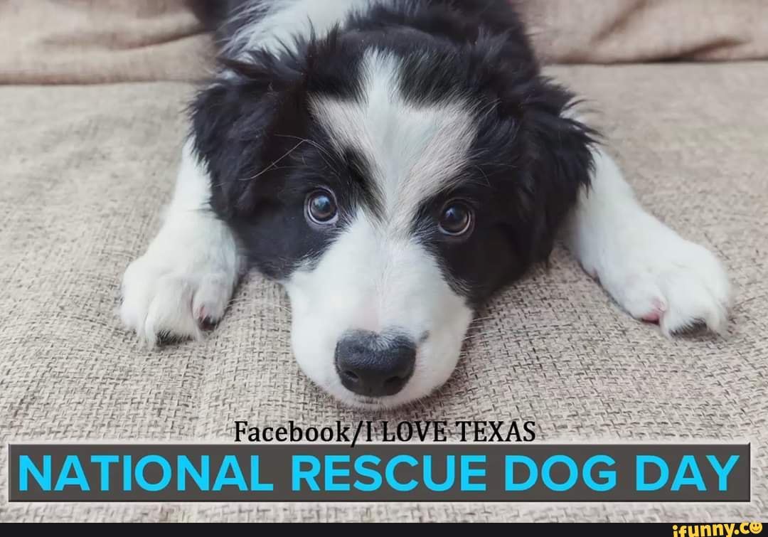 NATIONAL RESCUE DOG DAY is proudly observed annually on MAY 20 to bring ...