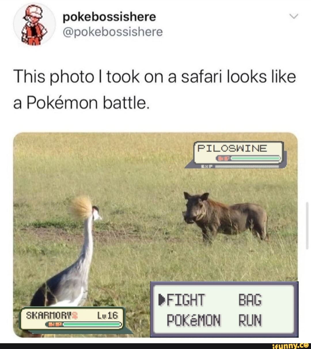 Piloswine memes. Best Collection of funny Piloswine pictures on iFunny