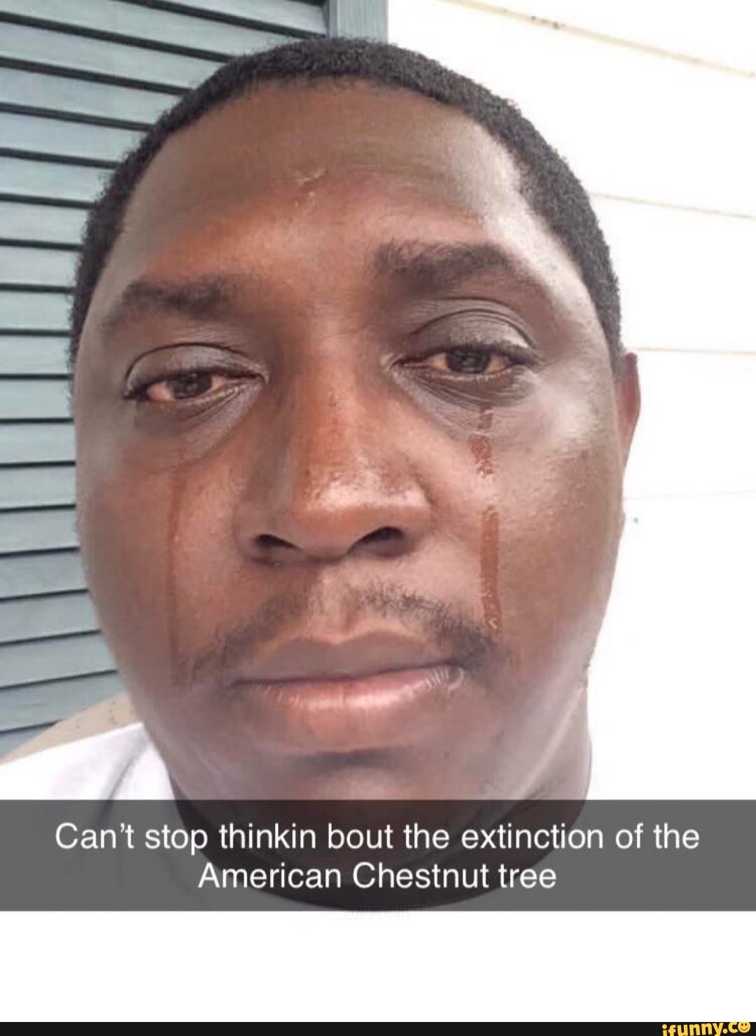 Can’t stop thinkin bout the extinction of the American Chestnut tree ...