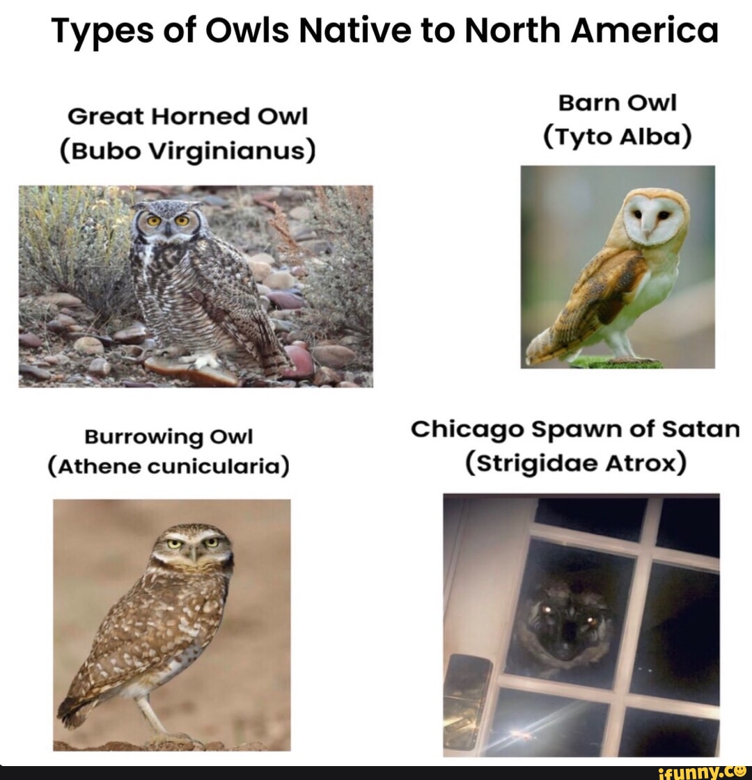 Types of Owls Native to North America Barn Owl Great Horned Owl (Tyto ...