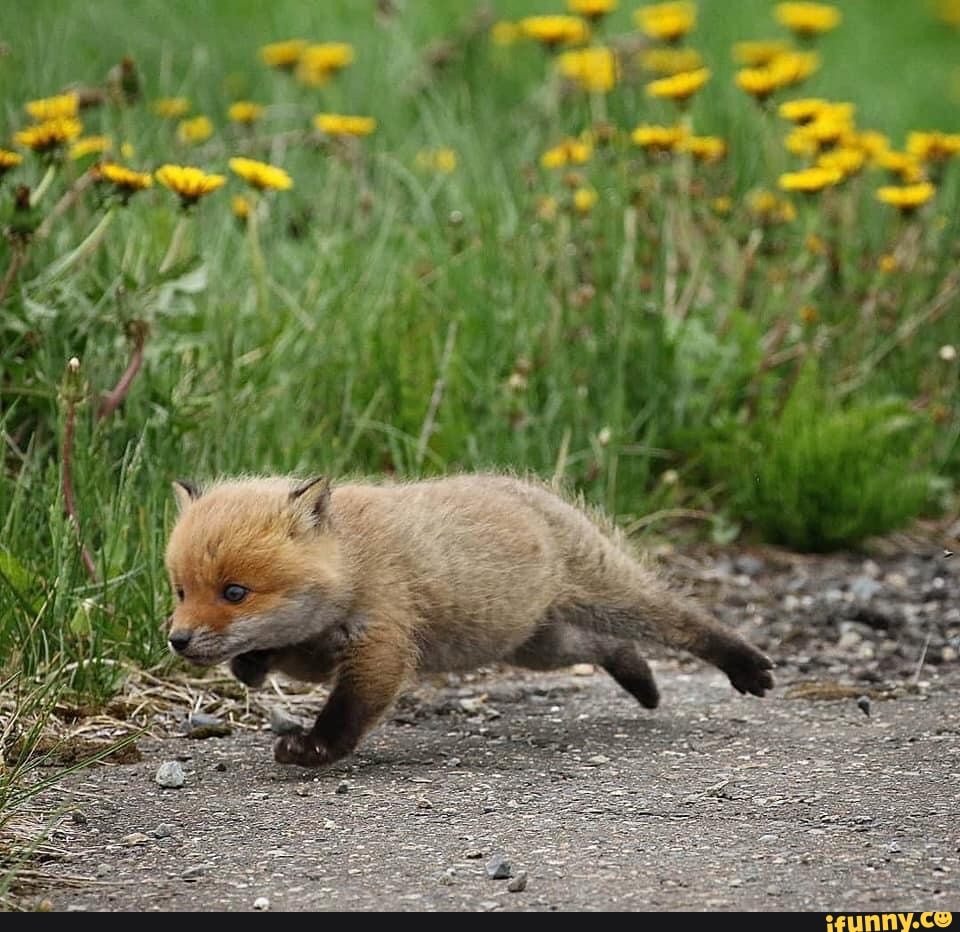 Babyfox memes. Best Collection of funny Babyfox pictures on iFunny