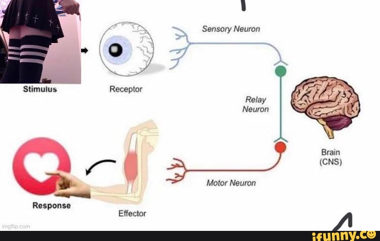 Neuron activated - Neuron activated Sensory Neuron Stimulus Receptor ...